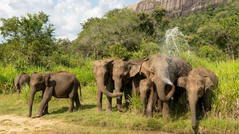 8 Animals Exhibiting Seemingly Telepathic Communication - EgoEase